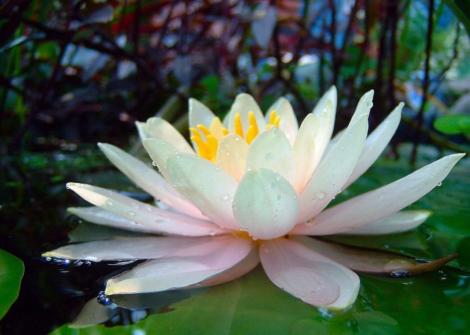Consent Form - altheawatsonpsychic.com